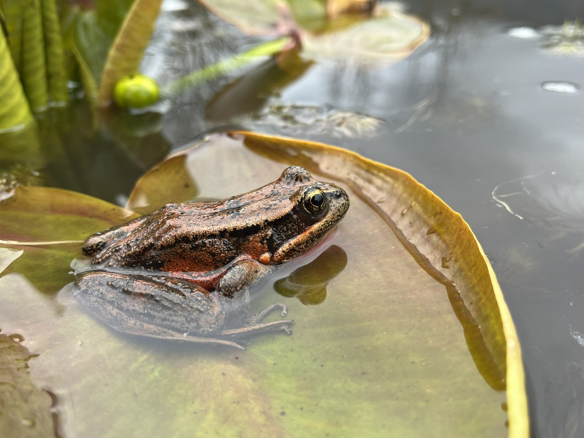 Northern Red-legged Frog - South Coast Conservation Program