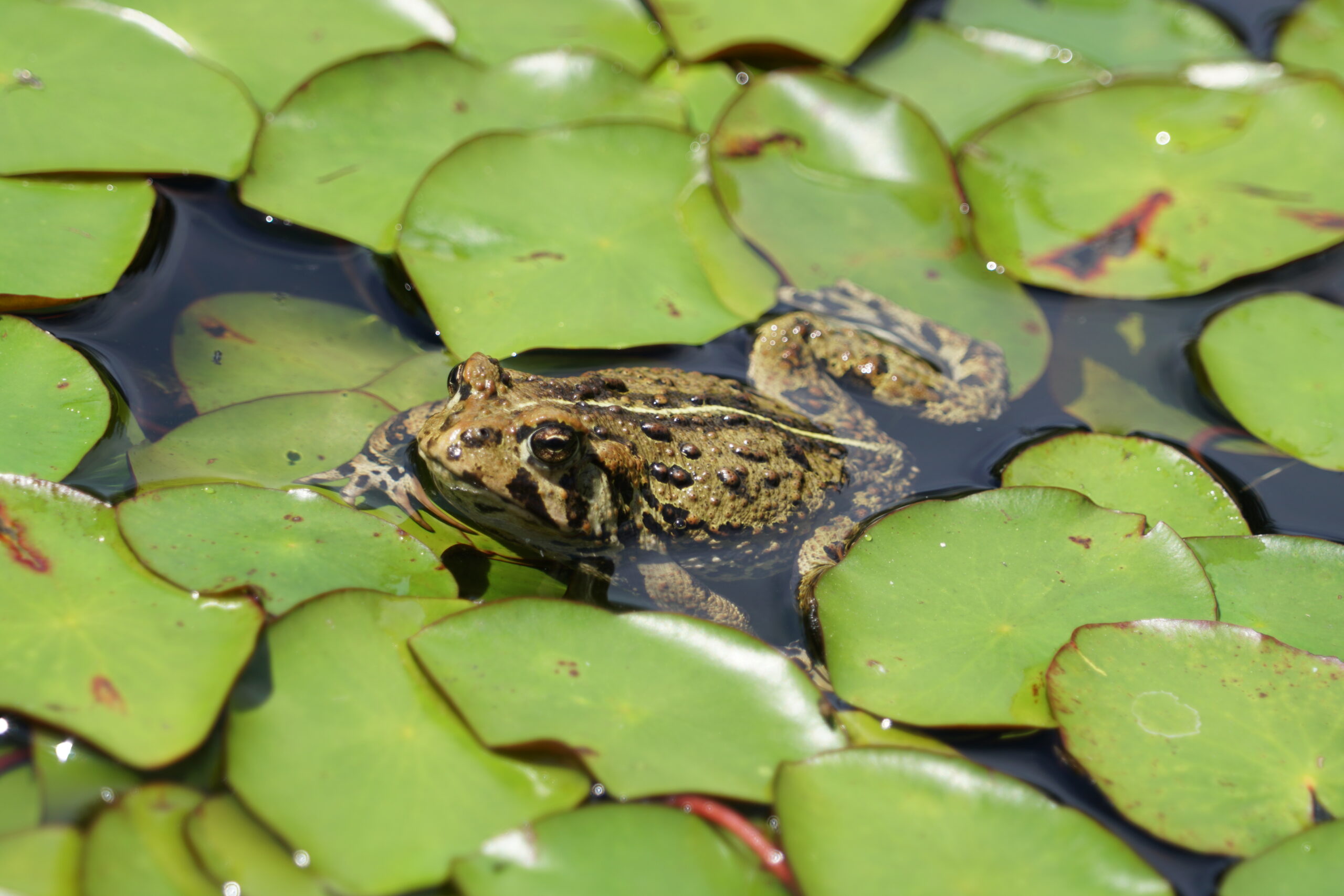 Western Toad - South Coast Conservation Program