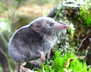 Pacific Water Shrew - South Coast Conservation Program