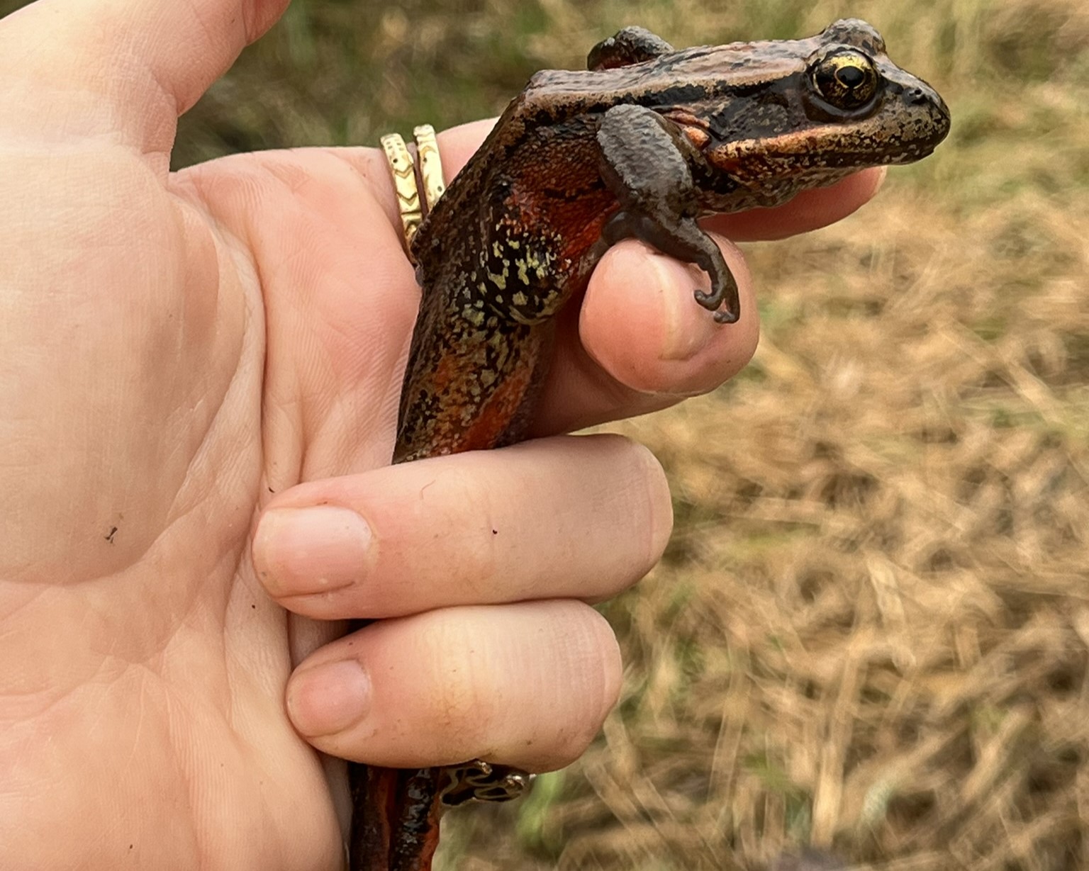 Northern Red-legged Frog - South Coast Conservation Program