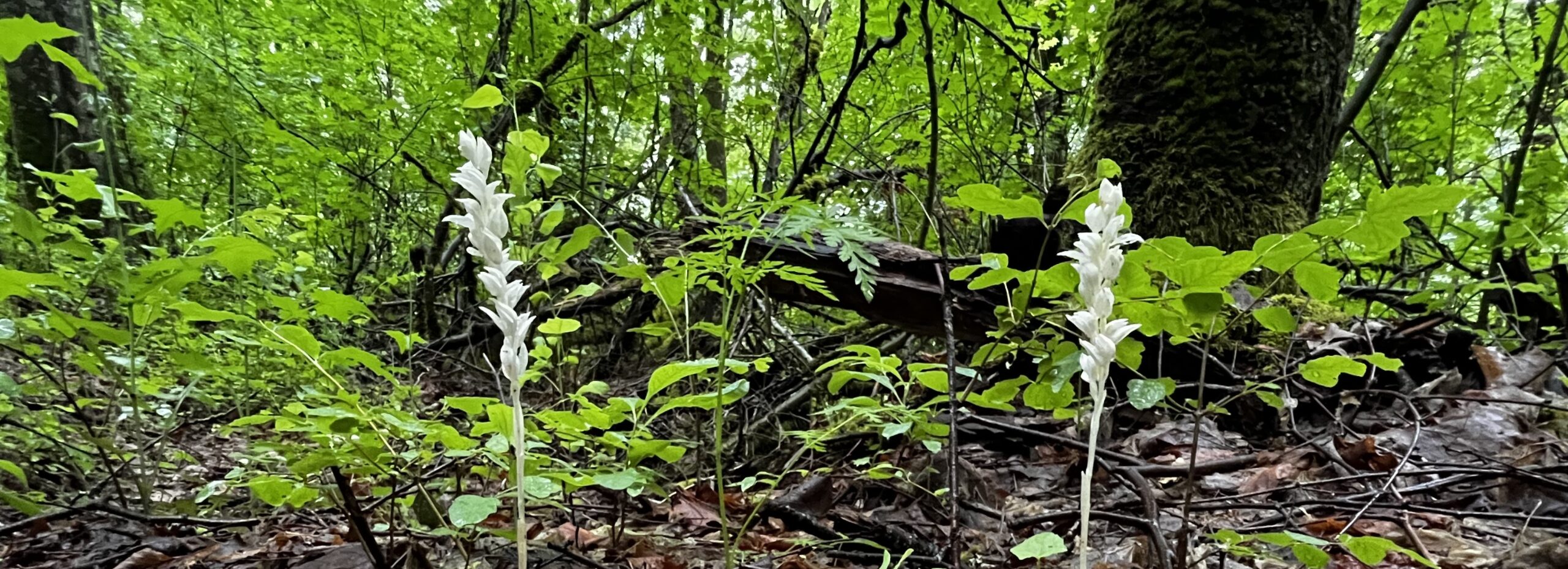 Plants At Risk | South Coast Conservation Program